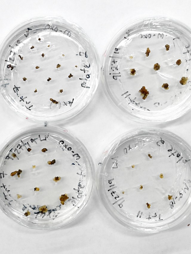 The American chestnut tree is coming back. Who is it for? | Grist