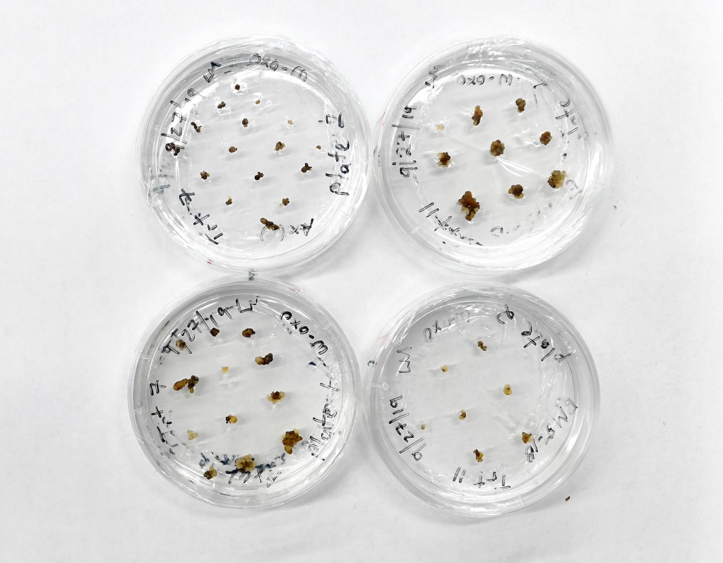 The American chestnut tree is coming back. Who is it for? | Grist