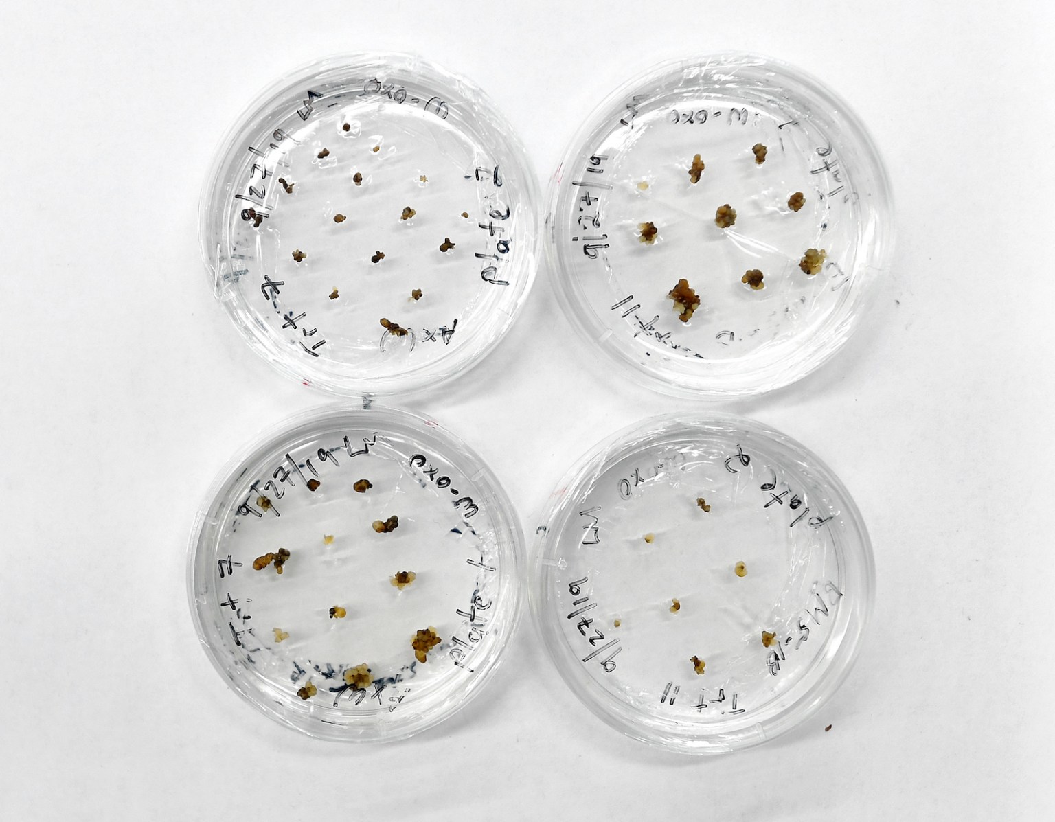 The American chestnut tree is coming back. Who is it for? | Grist