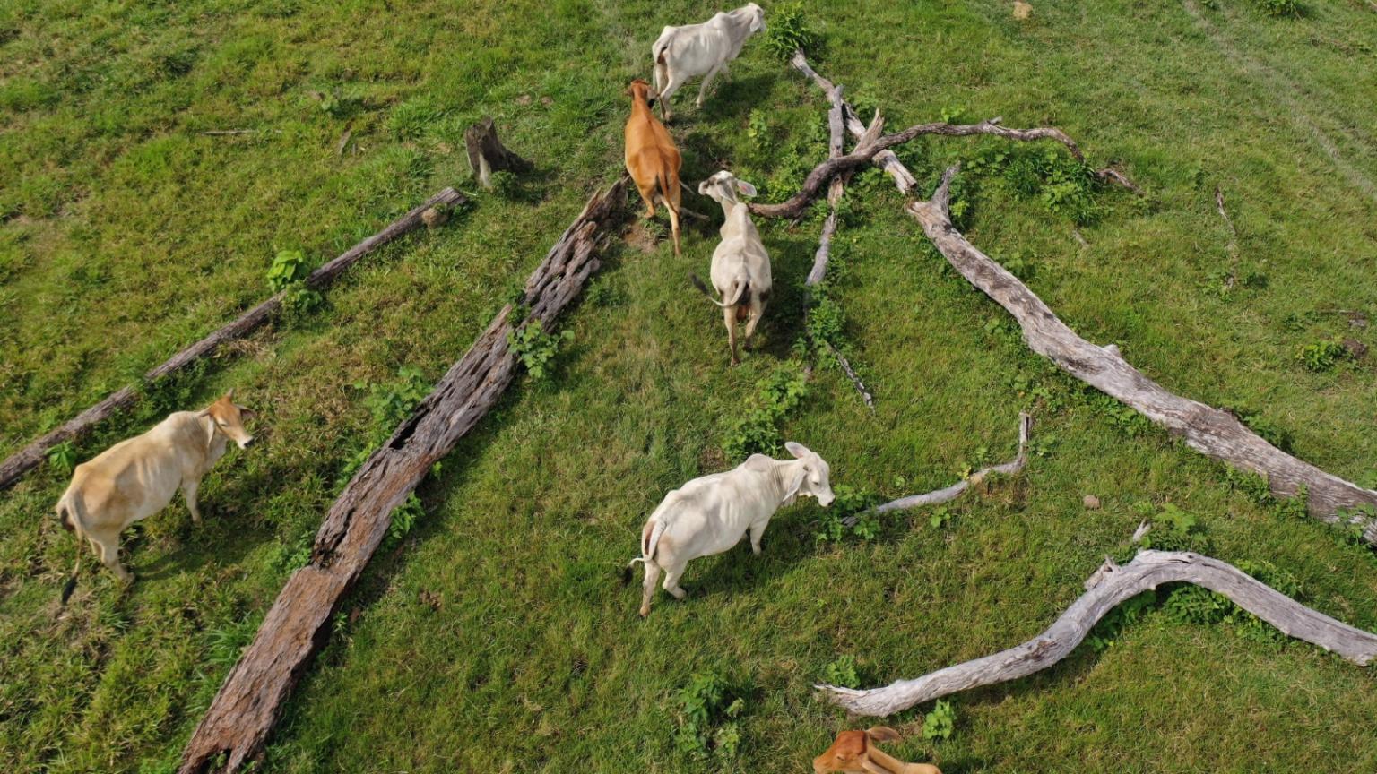 What would happen if the world cut meat and milk consumption in half ...