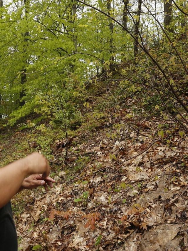 The American chestnut tree is coming back. Who is it for? | Grist