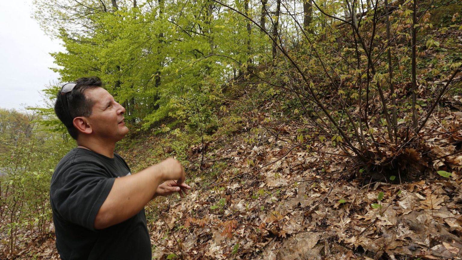 The American chestnut tree is coming back. Who is it for? | Grist