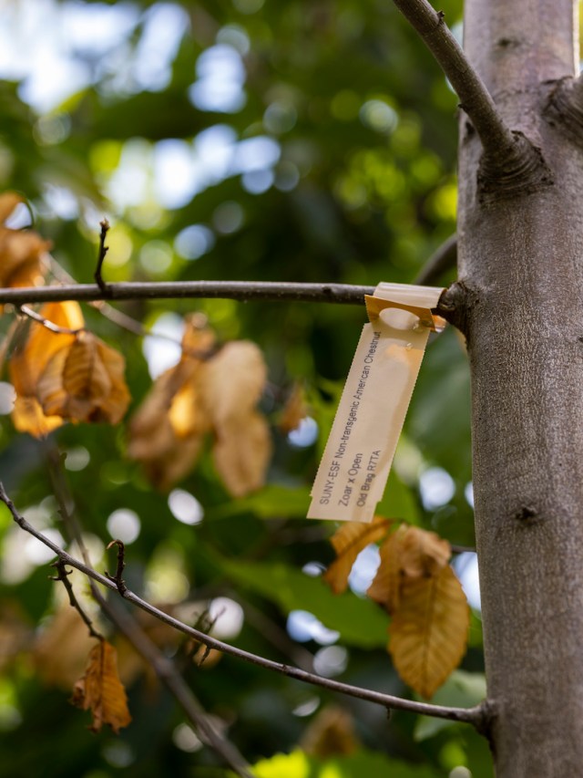 The American chestnut tree is coming back. Who is it for? | Grist
