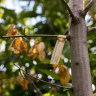 The American chestnut tree is coming back. Who is it for? | Grist