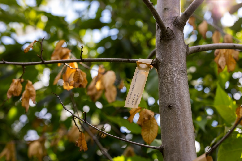 The American chestnut tree is coming back. Who is it for? | Grist