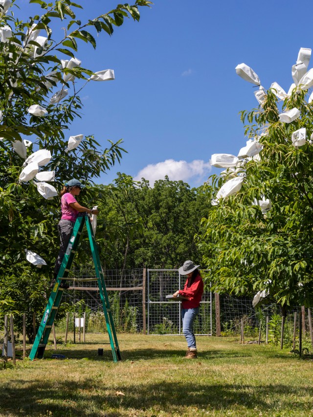 The American chestnut tree is coming back. Who is it for? | Grist