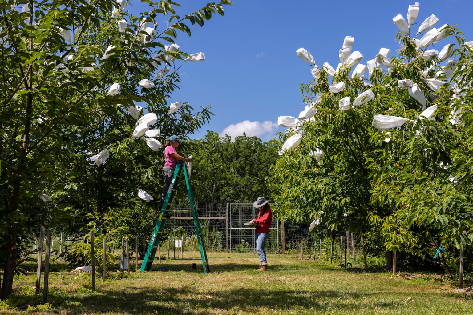 The American chestnut tree is coming back. Who is it for? | Grist
