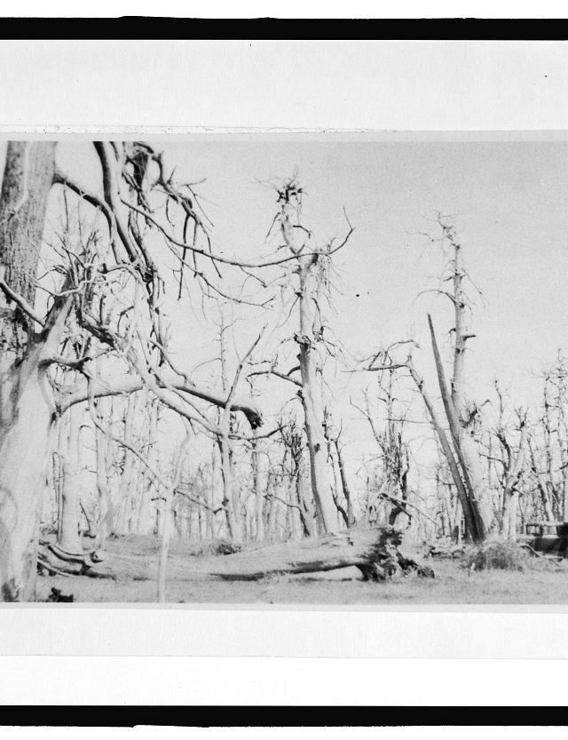 The American chestnut tree is coming back. Who is it for? | Grist