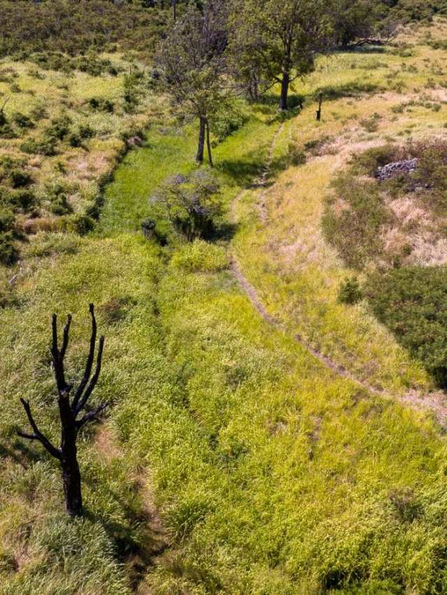 Hawaii needs to build hundreds more miles of firebreaks to protect ...