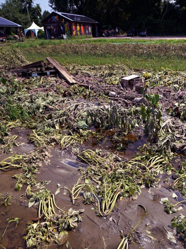 'Nothing’s predictable': Extreme weather is ruining farmers' crops, and ...