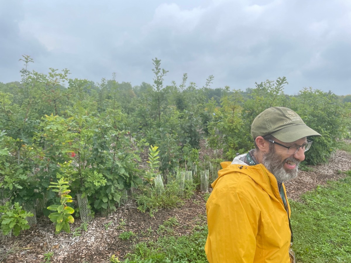 What the bur oak can tell us about forests in the warming world | Grist