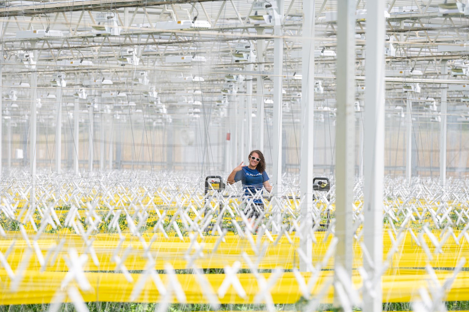 AppHarvest promised Kentucky green jobs. It delivered 'hell on earth ...