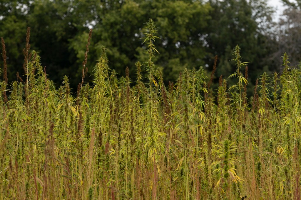 This Minnesota tribe is creating its own hempcrete to build housing | Grist