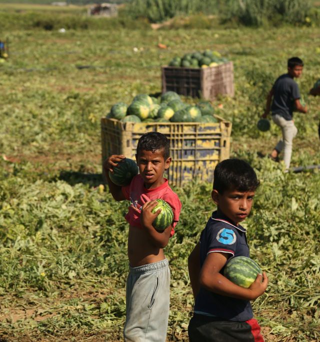 Despite war at home, Palestine arrives at global climate conference | Grist