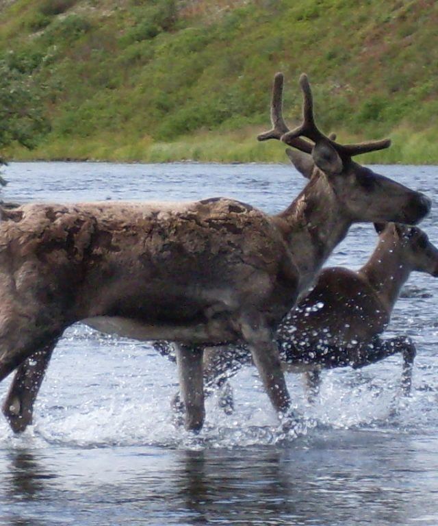 In an era of climate change, Alaska’s predators fall prey to politics ...