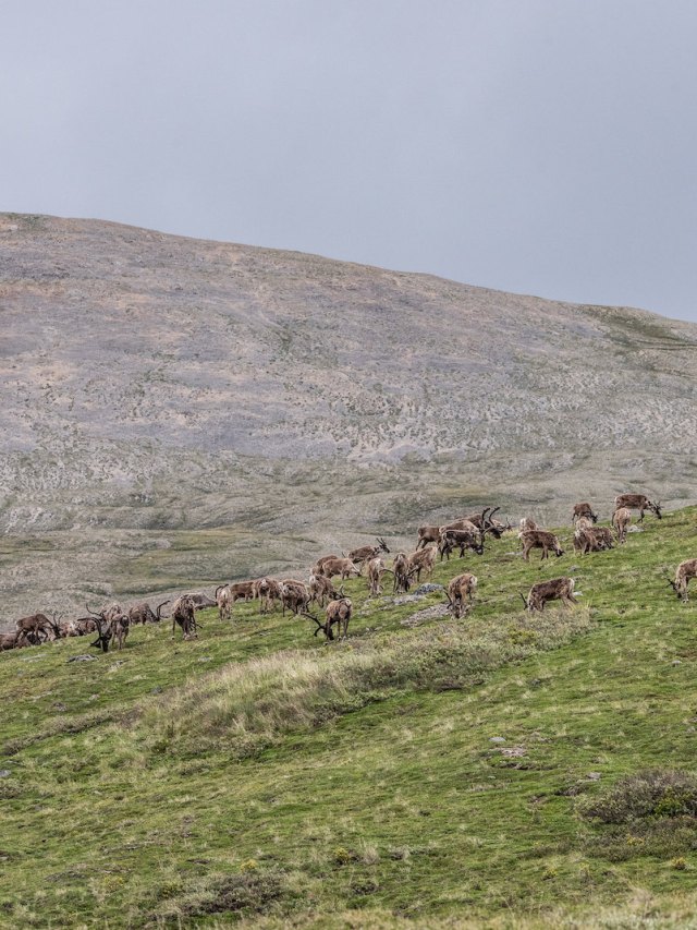 In an era of climate change, Alaska’s predators fall prey to politics ...