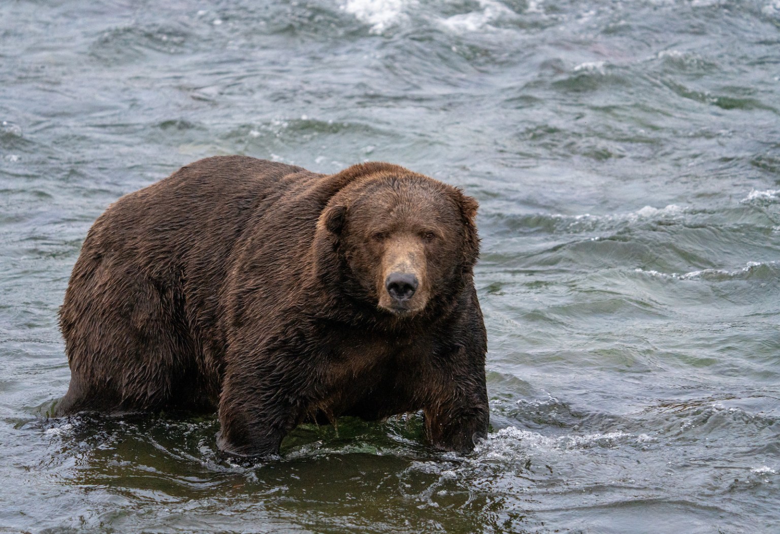 In an era of climate change, Alaska’s predators fall prey to politics ...