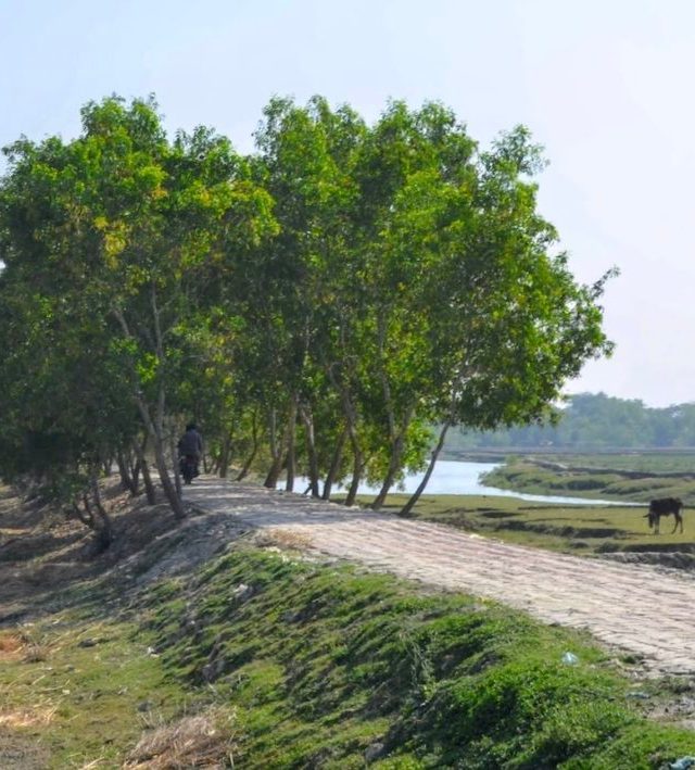 ‘Green roads’ are plowing ahead, buffering drought and floods | Grist