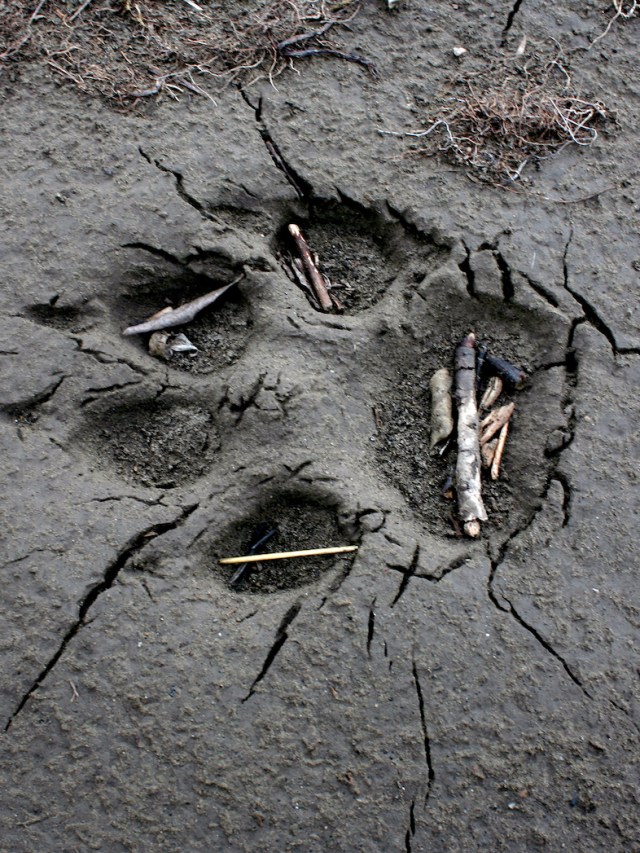 In an era of climate change, Alaska’s predators fall prey to politics ...