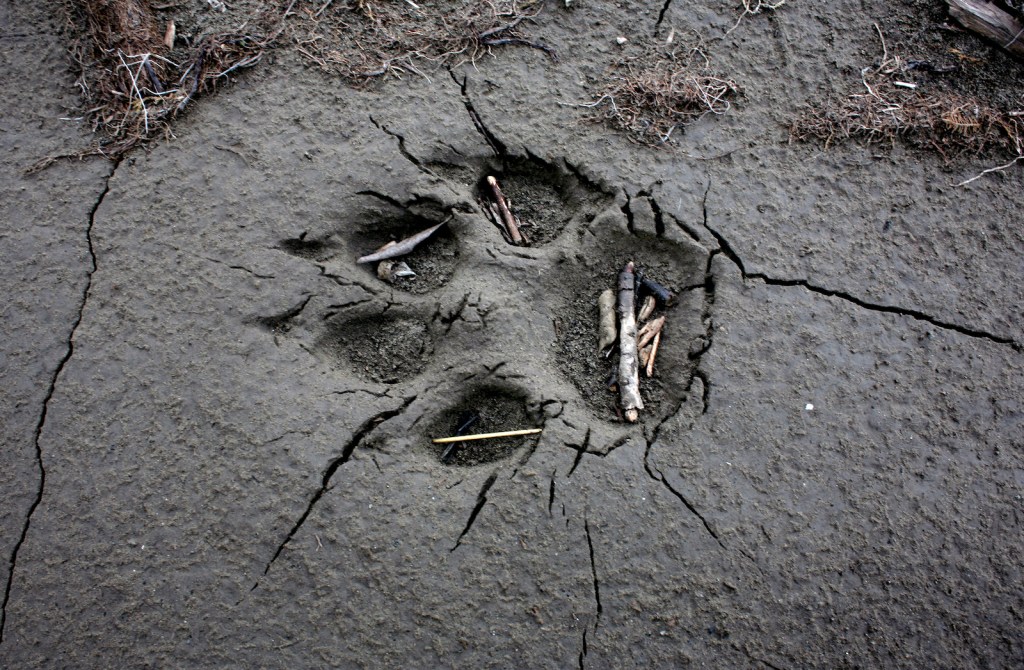 In an era of climate change, Alaska’s predators fall prey to politics ...