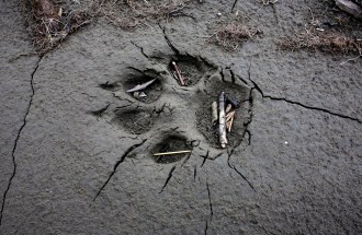 In an era of climate change, Alaska’s predators fall prey to politics ...