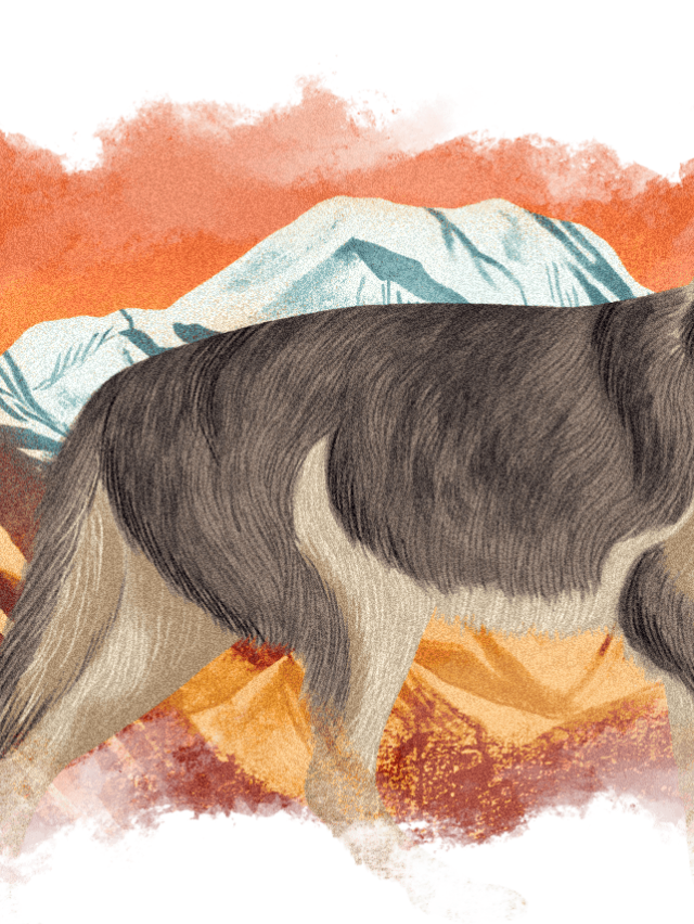 In an era of climate change, Alaska’s predators fall prey to politics ...