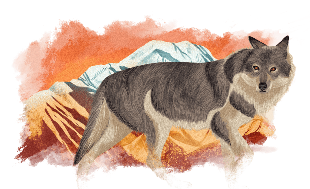 In an era of climate change, Alaska’s predators fall prey to politics ...