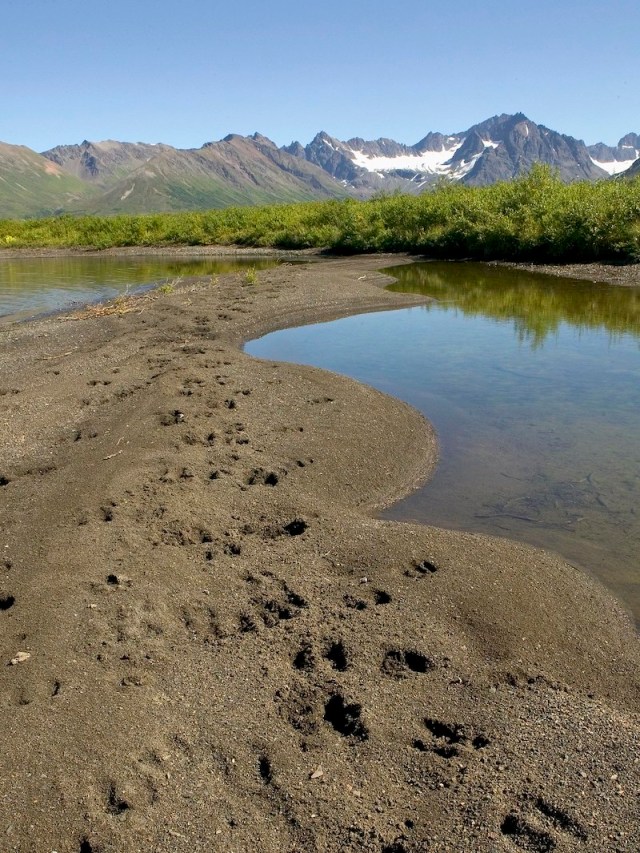 In an era of climate change, Alaska’s predators fall prey to politics ...