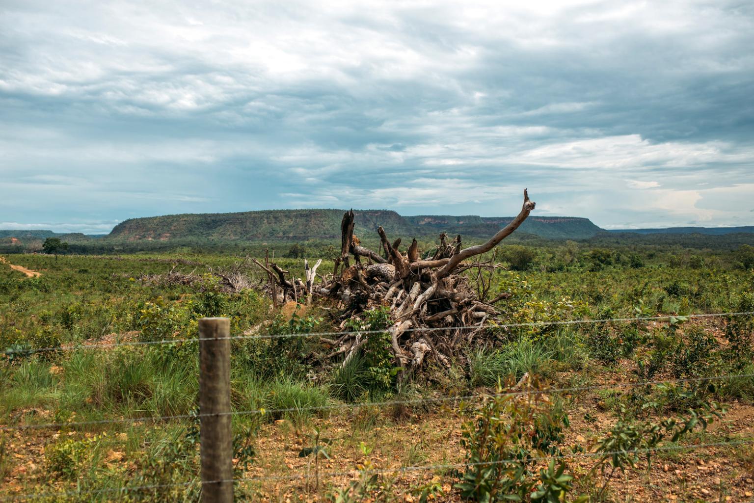 Who's behind the destruction of Brazil's Cerrado? | Grist