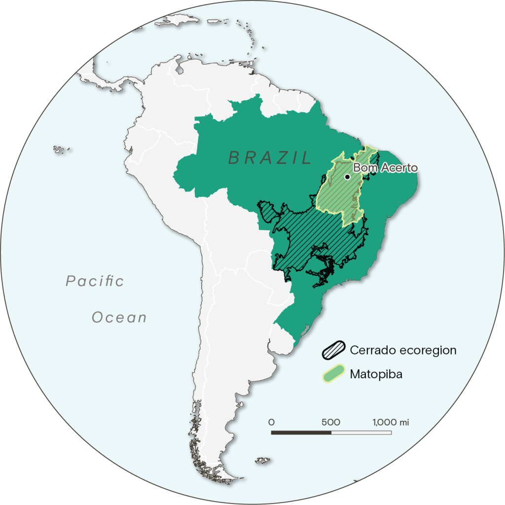 Who's behind the destruction of Brazil's Cerrado? | Grist