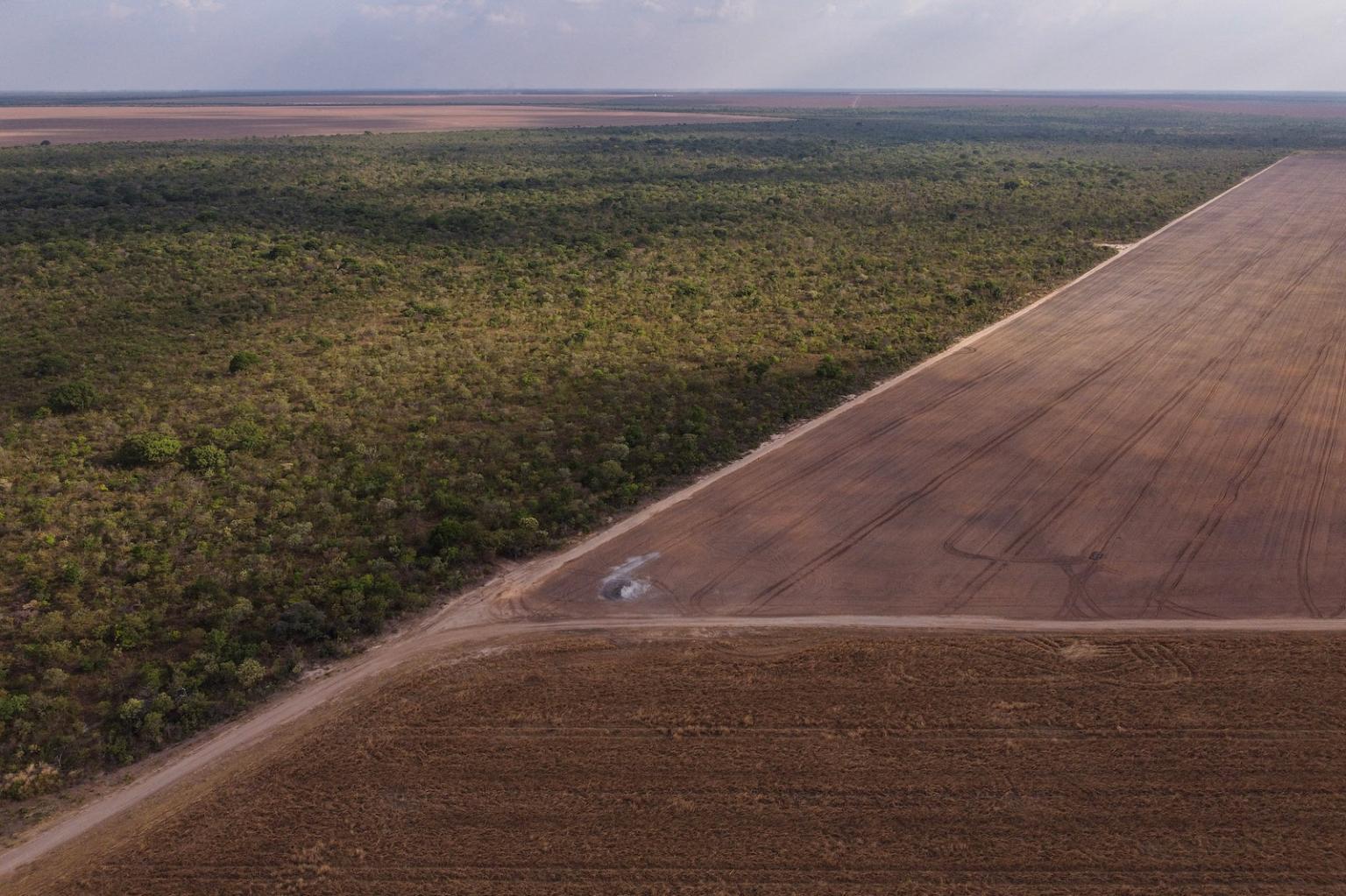 Who's behind the destruction of Brazil's Cerrado? | Grist