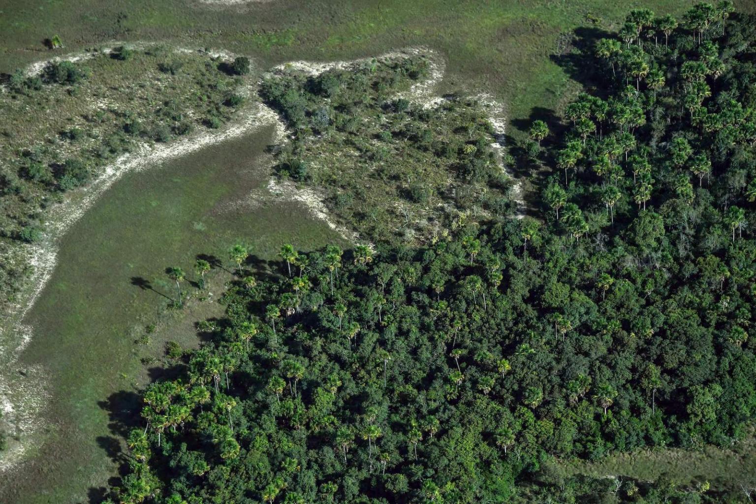 Who's behind the destruction of Brazil's Cerrado? | Grist