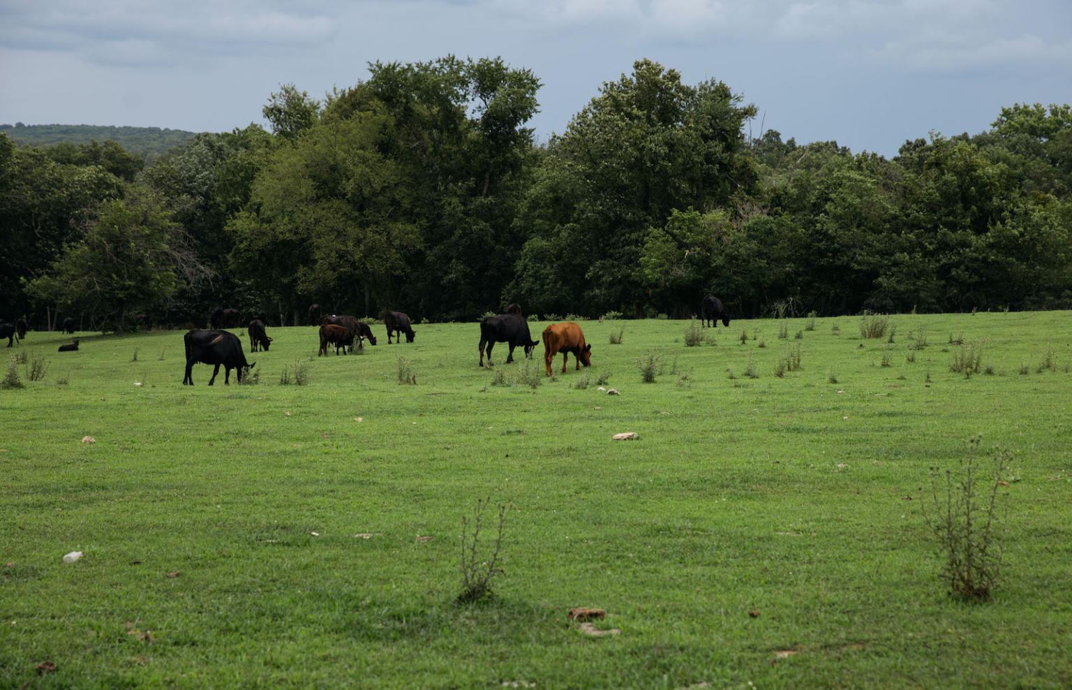 This grass has toxic effects on US livestock, and it's spreading | Grist