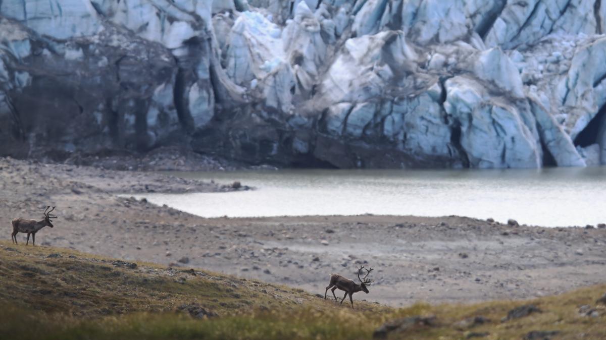 Rain comes to the Arctic, with a cascade of troubling changes | Grist
