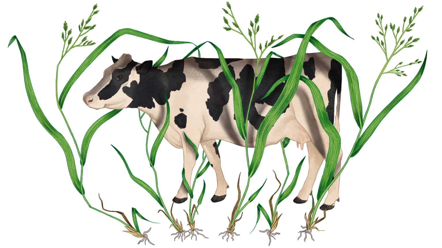 This grass has toxic effects on US livestock, and it's spreading | Grist