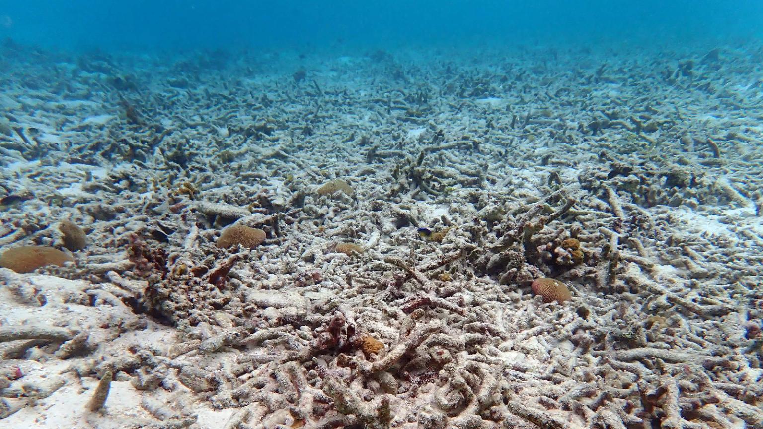 Have the world's coral reefs already crossed a tipping point? | Grist