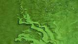 Algae could be a ‘magic crop’ for a drought-stricken world | Grist