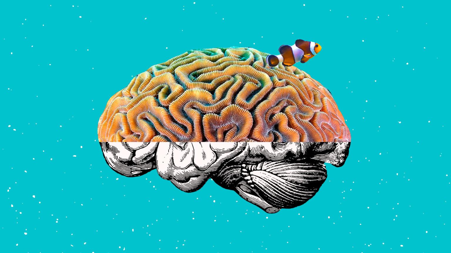 Climate change is rewiring fish brains — and probably ours, too | Grist