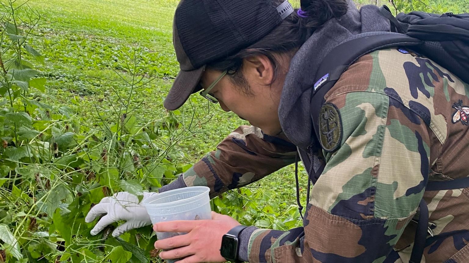 Cicadas à la carte? Why it's so hard to get Americans to eat bugs. | Grist