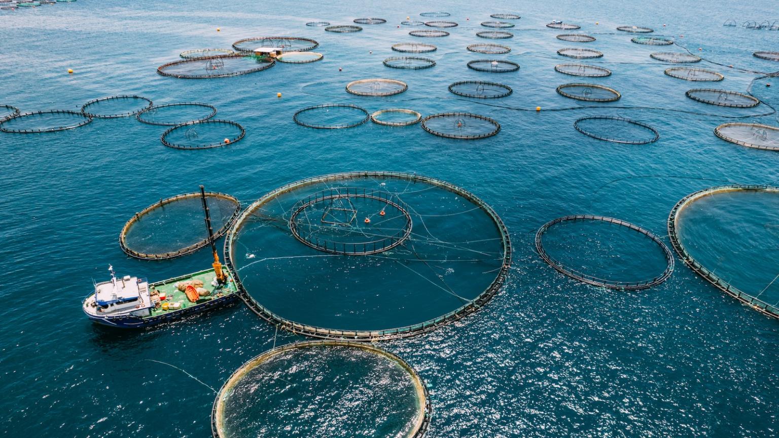 The world is farming more seafood than it catches. Is that a good thing ...