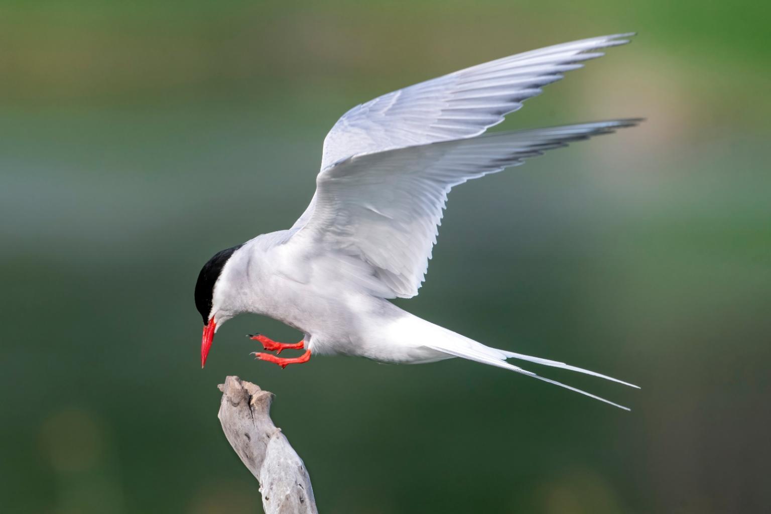 How far should we go in saving species from extinction? | Grist