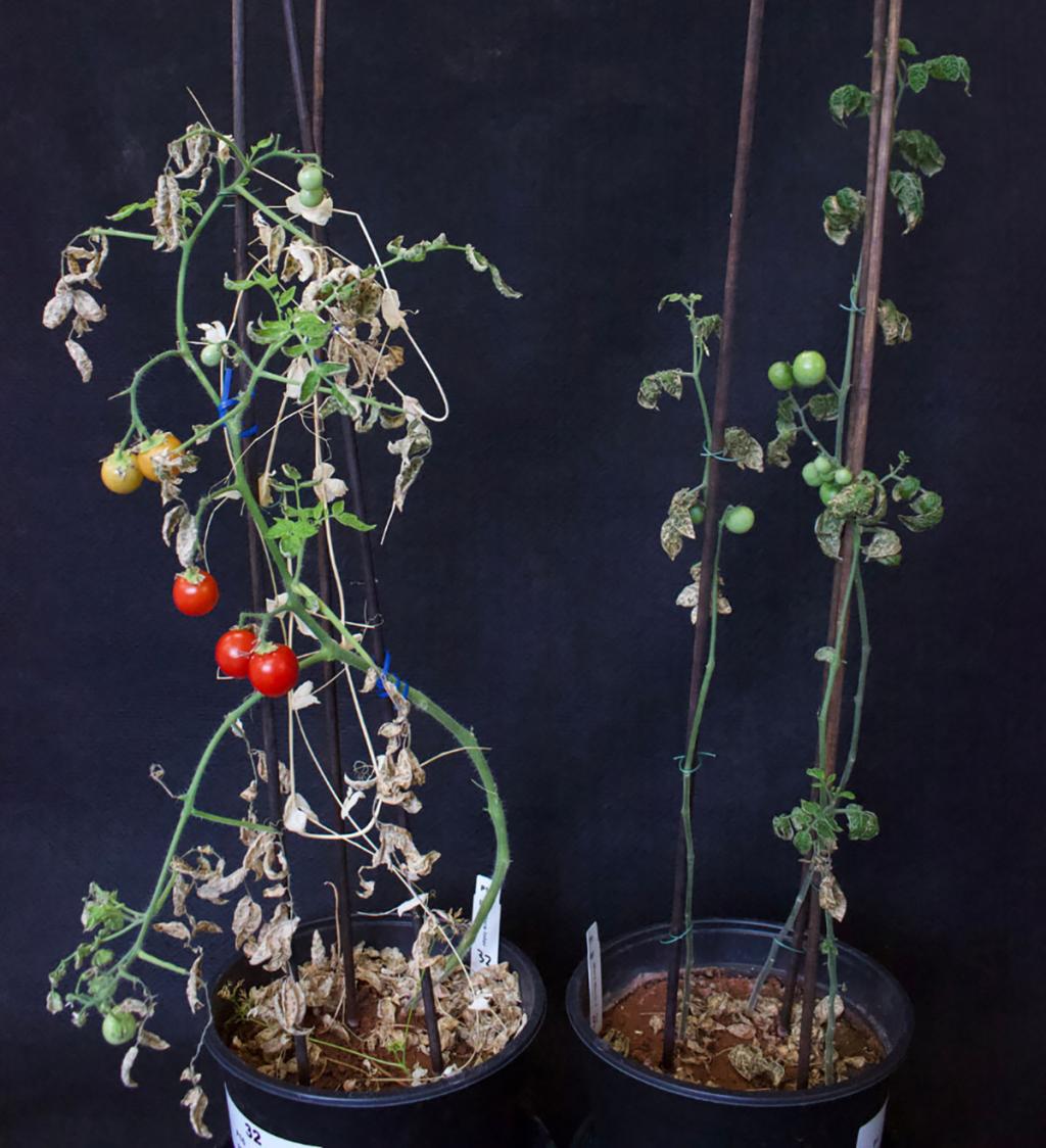 Why a new method of growing food on Mars matters more on Earth | Grist