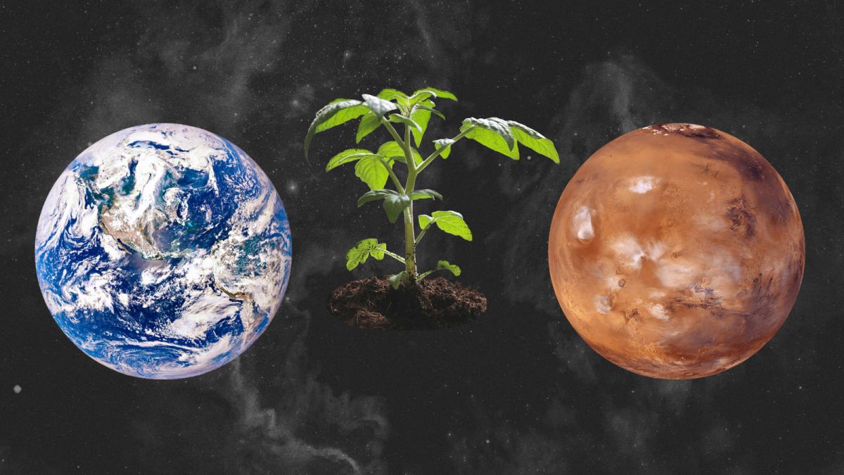 Why a new method of growing food on Mars matters more on Earth | Grist