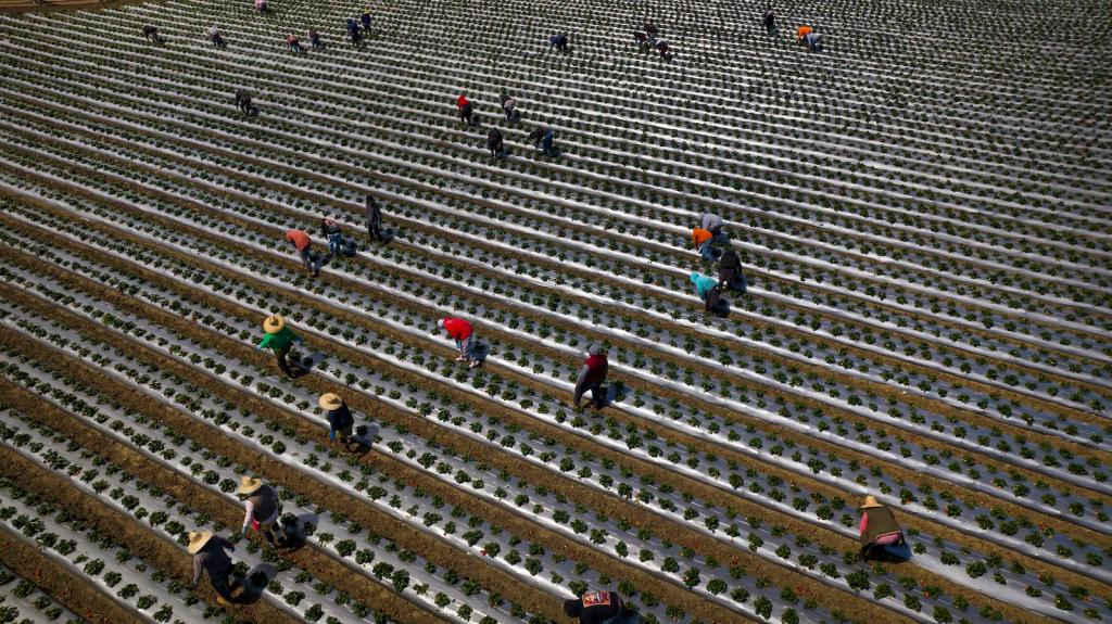 The people who feed America are going hungry | Grist