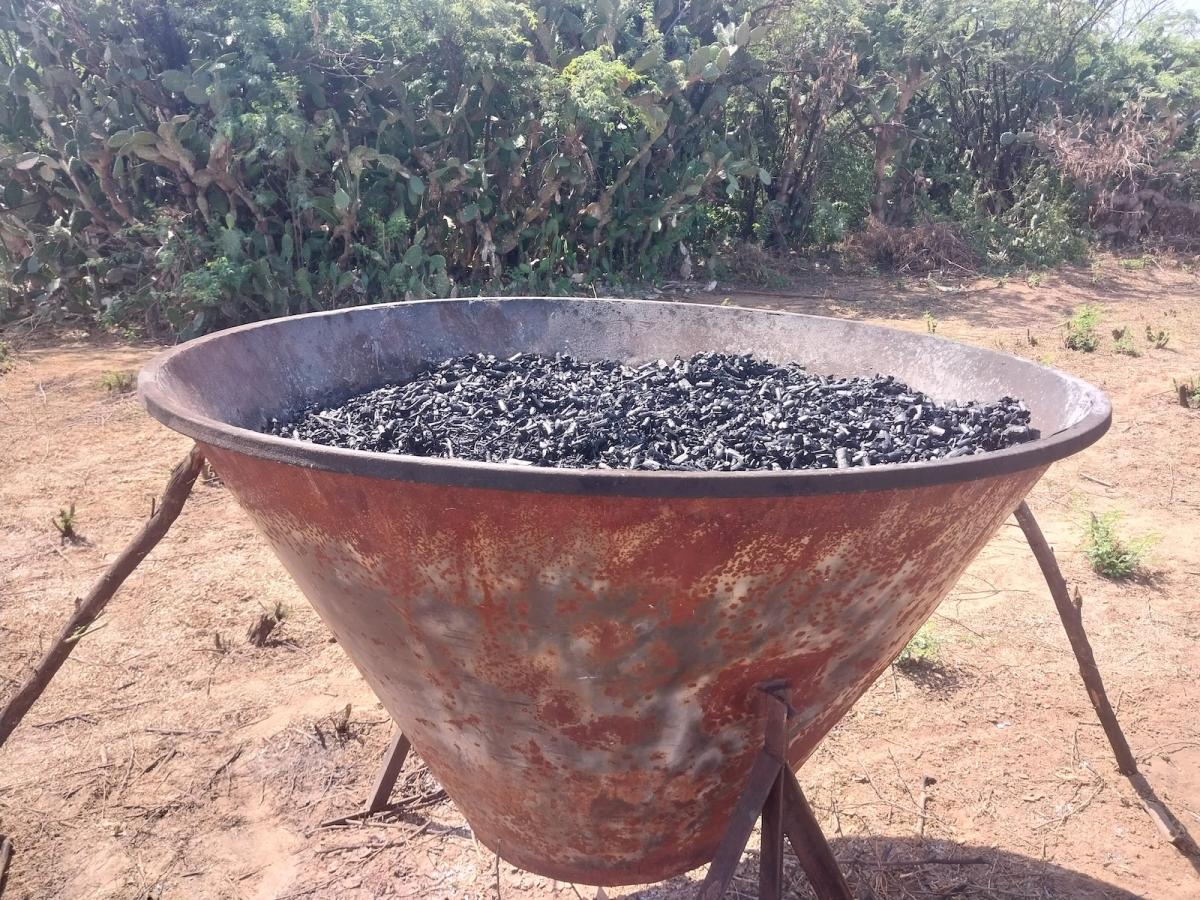 This simple farming technique can capture carbon for thousands of years ...