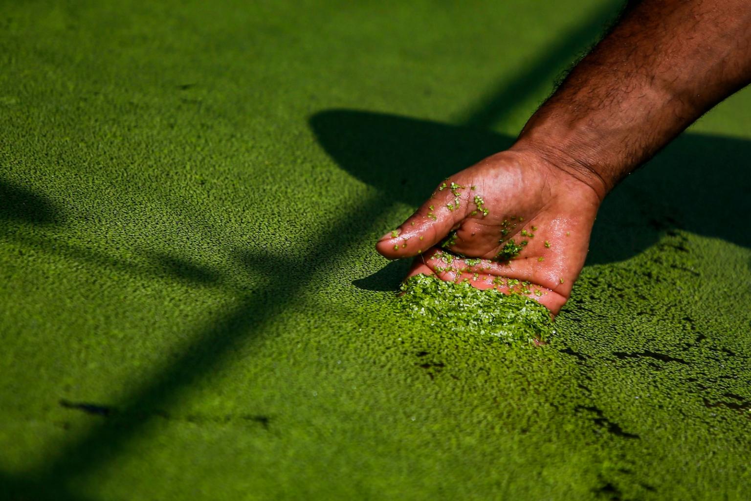 Ducks love to eat this climate-friendly food. Now you might, too. | Grist