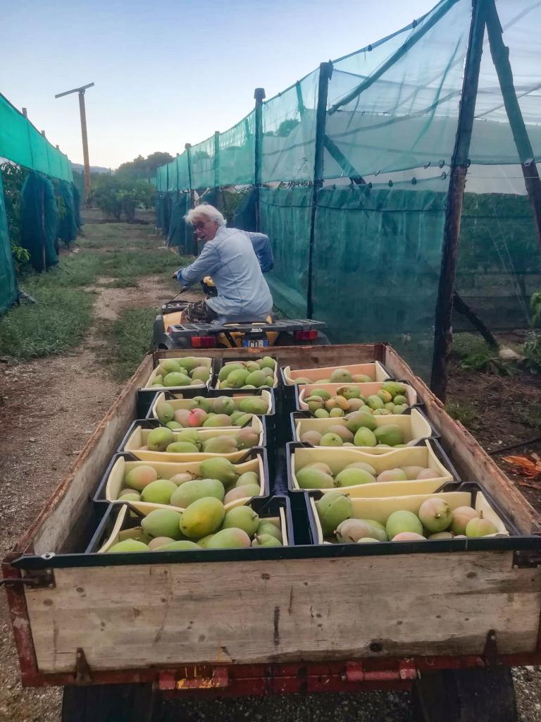 Mango farms where? Climate change is scrambling where the world's food ...