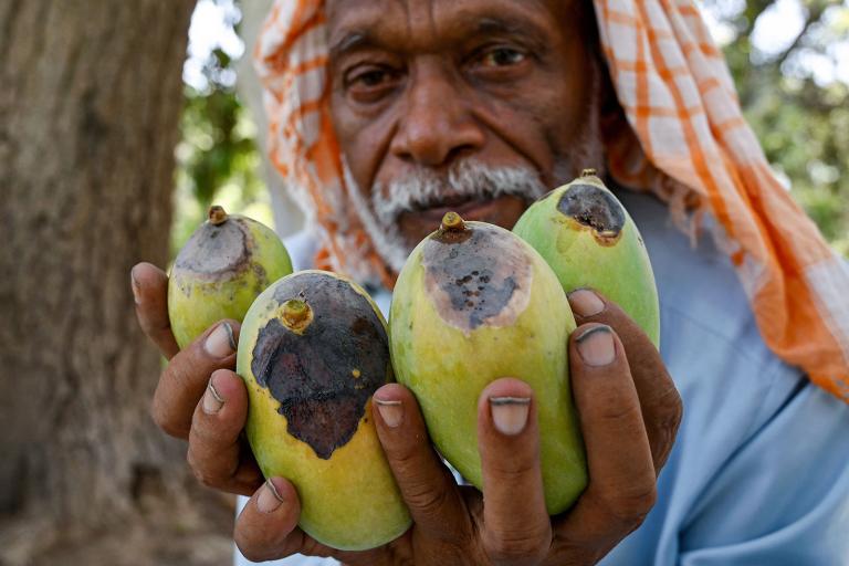 Mango farms where? Climate change is scrambling where the world's food ...