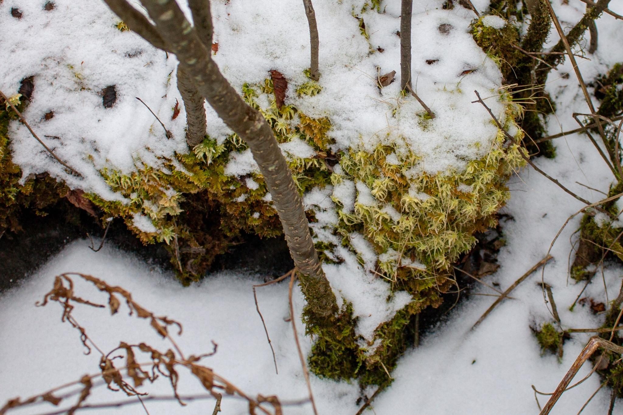 Bogs hold a key to climate solutions through carbon sequestration, but ...