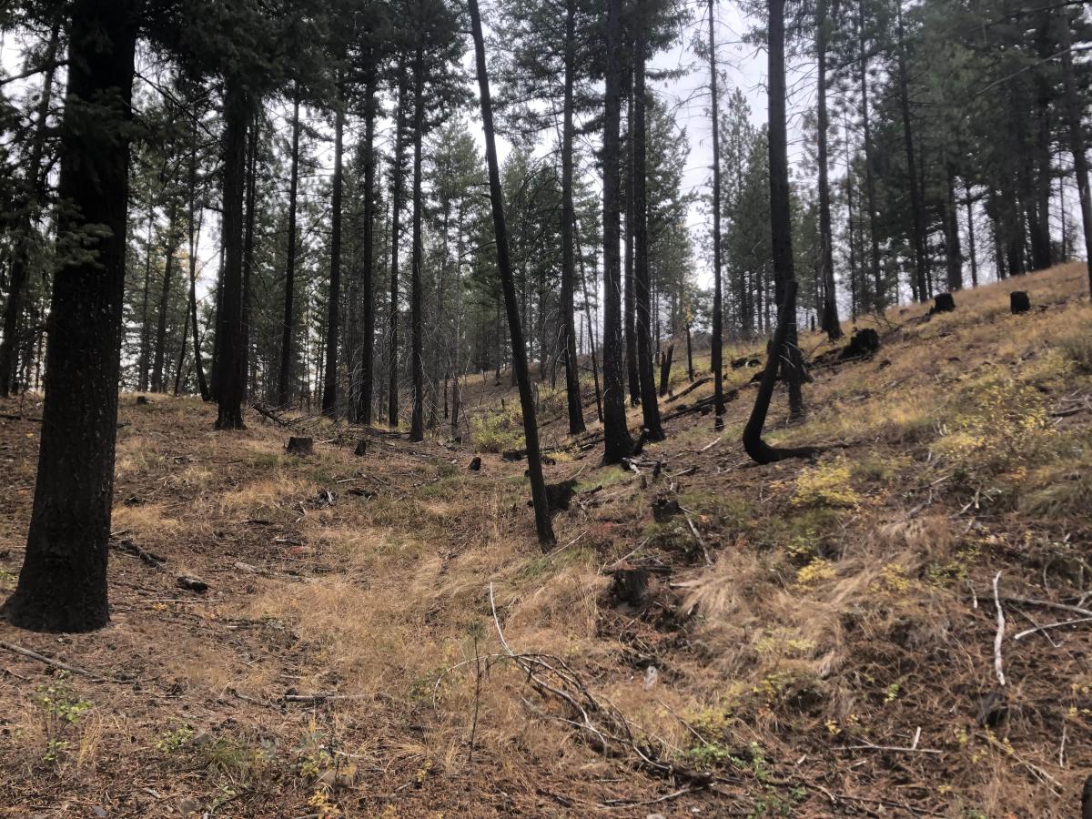 How Washington State pioneered an 'all hands, all lands' wildfire ...